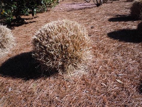 Raspberry Growing Walter Reeves The Georgia Gardener