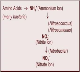 The Humic Acids American Rose Society