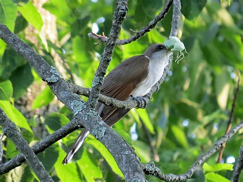 The Birds Nest Yellow Billed Cuckoo 120701