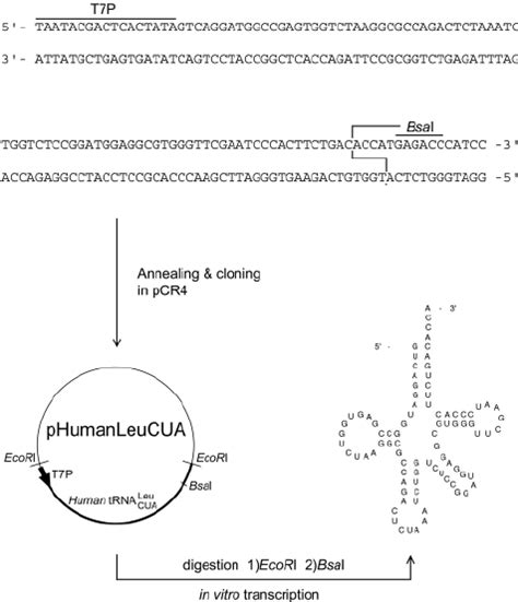 Scheme For The In Vitro Synthesis Of The Suppressor Trna From A Download Scientific Diagram