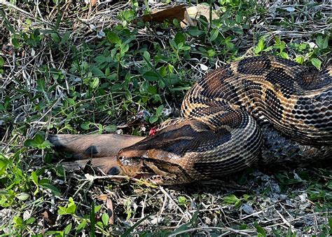 Scientists Photograph Giant Python Swallowing A Full Sized Whitetail