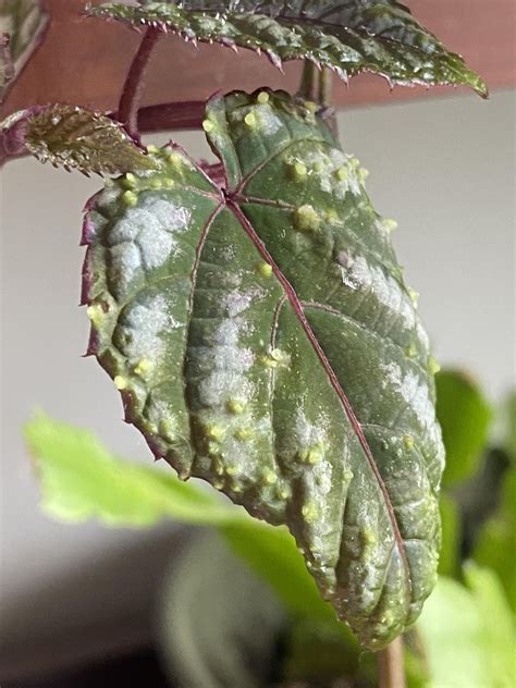 What Is Up With This Bumpy Cissus Discolor Leaf Every Other Leaf Is