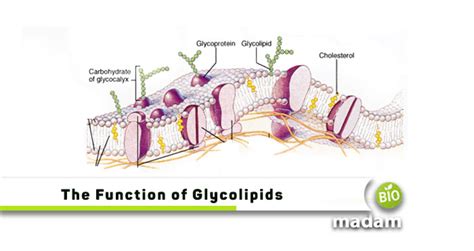 Glycolipid Structure