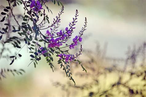 Purple Australian Indigo Flowers Indigofera Australis Stock Image