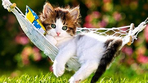 Cute Kittens Hd Wallpapers Wallpaper Cave