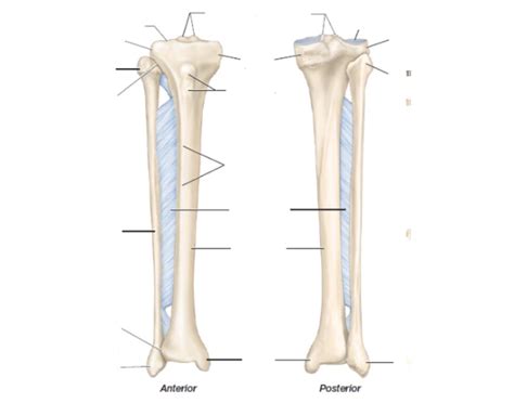Tibia And Fibula Bone Quiz — Printable Worksheet