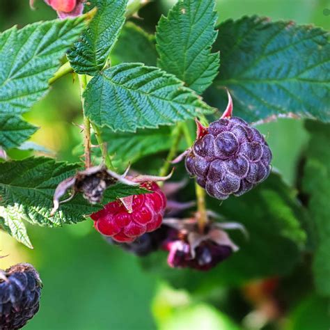 Best Raspberry Plants To Grow In The Uk Roots Plants Best Raspberry Plants To Grow In The Uk Roots Plants