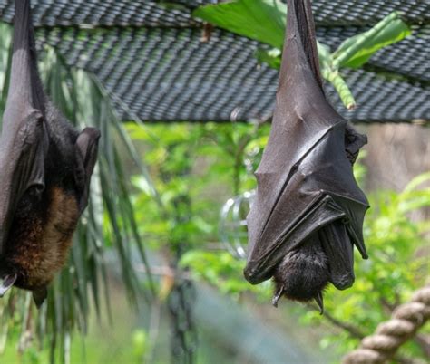 Bat Pictures Pteropus Hypomelanus Island Flying Fox Bat