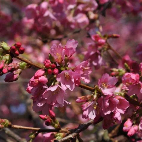 倒计时1天！水边的赏樱大派对！第5届都市悠悠樱花行等你来活动加拿大大自然
