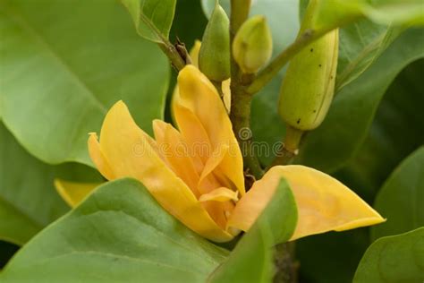 Champaca Champa Orange Chempaka Golden Champa Sony Champa Michelia