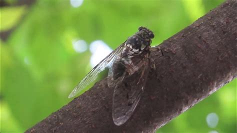 매미 나의하루는기적입니다노래로김옥춘글뺏기집단괴롭힘금지김옥춘죽은후에도금지언더우드의기도해바라기연가고마운당신좋은글중에서모출마선언문인생이란가만히스스로를안아책 Youtube