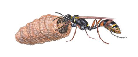 Cocon Insecte Dans Maison Ventana Blog