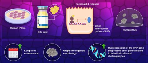 3d Cultured Liver Organoids Developed With Organ Specific Vasculature