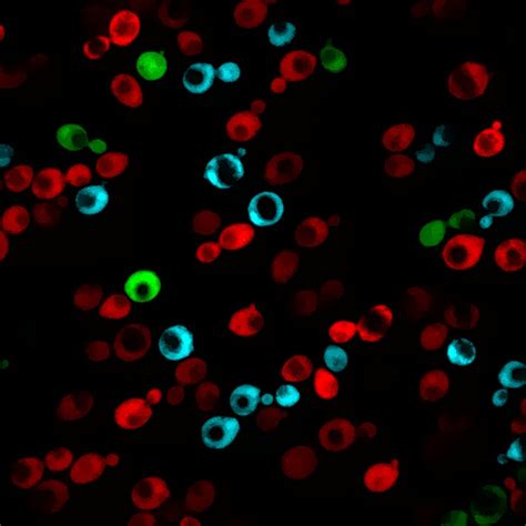 Evolution Finds A Way Around Dna Replication Problems By Elife Life