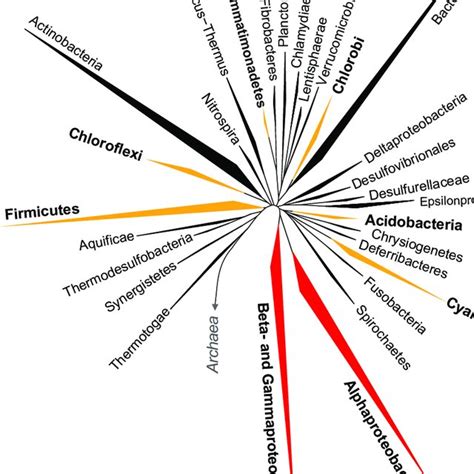 Colorful Cultures Of Aap Bacteria From Left To Right Roseobacter
