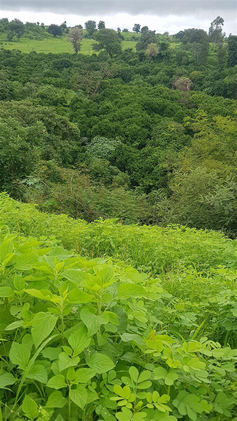 سنهوري ود التوم