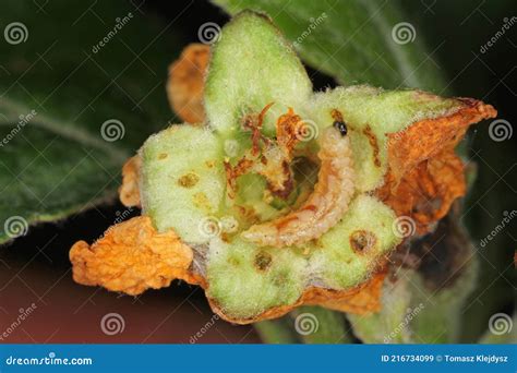 Anthonomus Pomorum Or The Apple Blossom Weevil Is A Major Pests Of