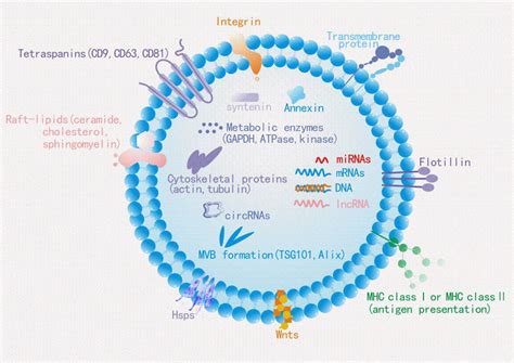 Typical Exosome Structure Exosomes Are Surrounded By A Phospholipid