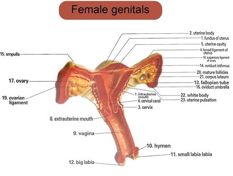 Ovarian Ligament Anatomy Model