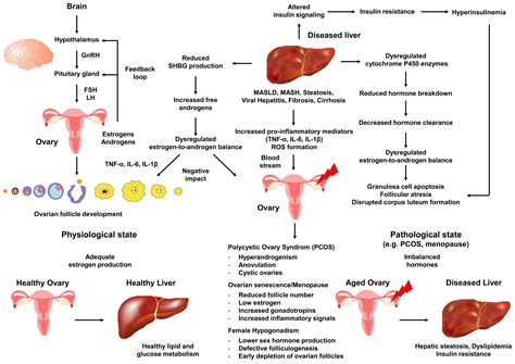 The Ovaryliver Axis Molecular Science And Epidemiology
