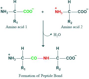 Structures Of Proteins 4 Types Primary Secondary Tertiary