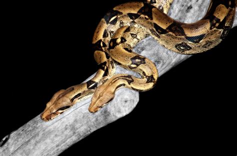 Virgin Births More Common Than Thought Among Snakes Cbs News