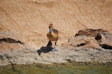 The Ferruginous Duck Aythya Nyroca A Ferruginous Pochard Near Small