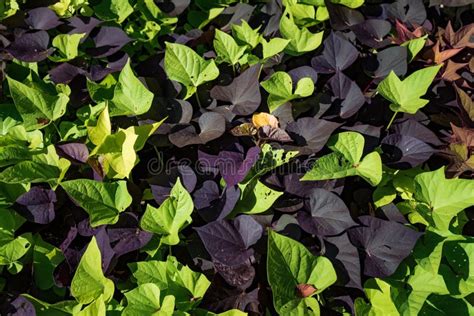 The Sweet Potato Ipomoea Batatas Leaves Growing In Russia Stock Image