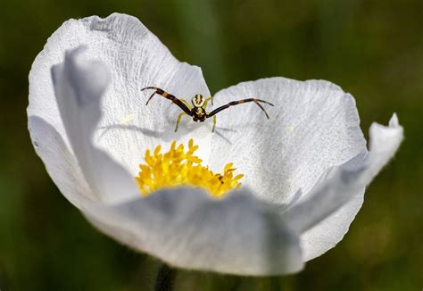 Spider Leaf Isolated Free Photo On Pixabay Pixabay