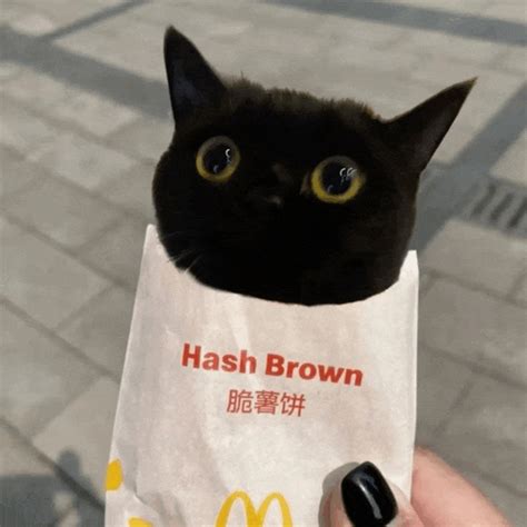 Hash Brown Cat Meme Hash Brown Cat Kat Discover And Share S