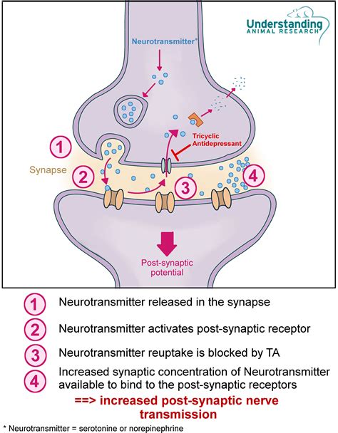 Tricyclic Antidepressants List Examples And Forms