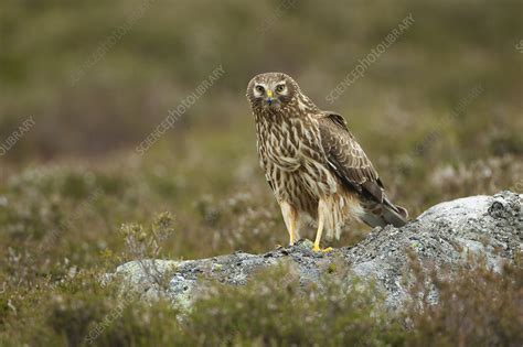 Northern Harrier Female