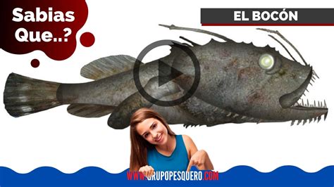 Sabías Que El Pez Bocón Grupo Pesquero