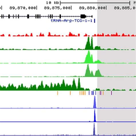 Identification Of Putative Trna Gene Barrier Resistant To Facultative Download Scientific