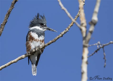 Belted Kingfishers And A Poorly Understood Example Of Sexual Dimorphism