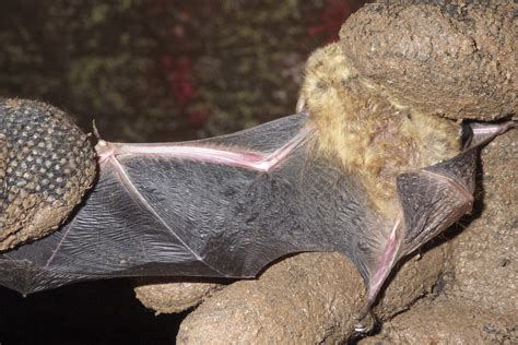 Tricolored Bat Perimyotis Subflavus Know Your Mammals