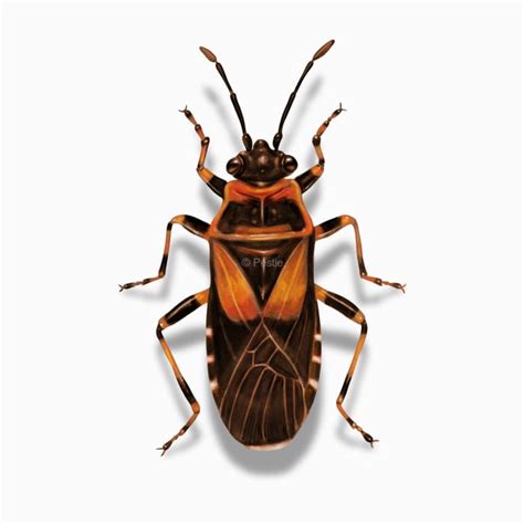 How To Identify And Get Rid Of Elm Seed Bugs