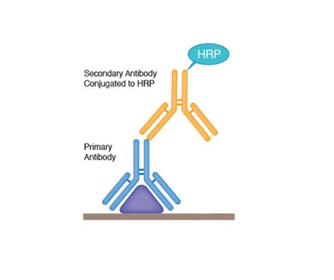 2bscientific Ltd On Linkedin Tyramide Amplification Tsa Enhances