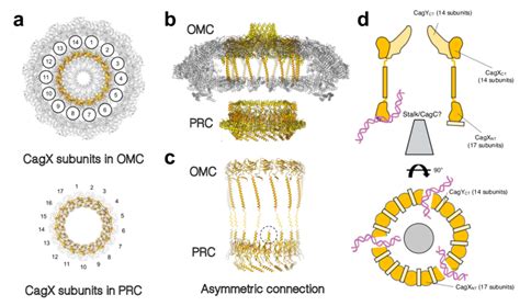 Proposed Model Of Dna Substrate Selection Within The Cag T4ss Prc A