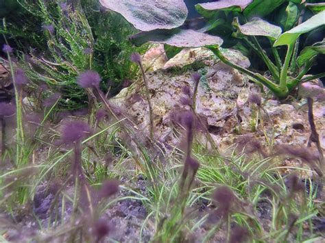 Algae Identification Raquariums