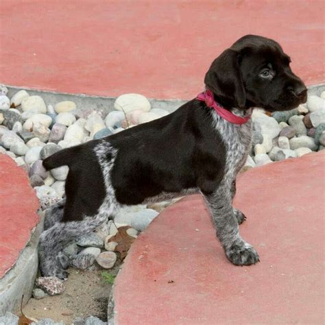 German Shorthaired Pointer Newborn Puppies