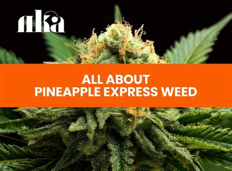 Pineapple Express Strain Plant