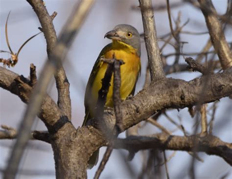 Grey Headed Bushshrike Sebatana South Africa 24 08 2023 Flickr