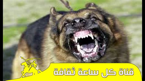 عالم الكلاب أنواع الكلاب جميع انواع الكلاب اجمل انواع الكلاب انواع الكلاب الحراسة Youtube