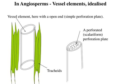 Ppt Vascular Tissue Xylem And Phloem Powerpoint Presentation Free