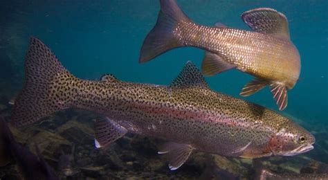 10 Fishy Facts About Rainbow Trout The Fact Site
