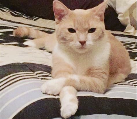 Meme Template Search Imgflip