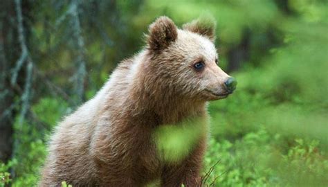 Mamma e figli incontrano un orso su una pista ciclabile in Trentino: il ...