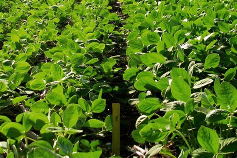 31 Facts About Inoculation