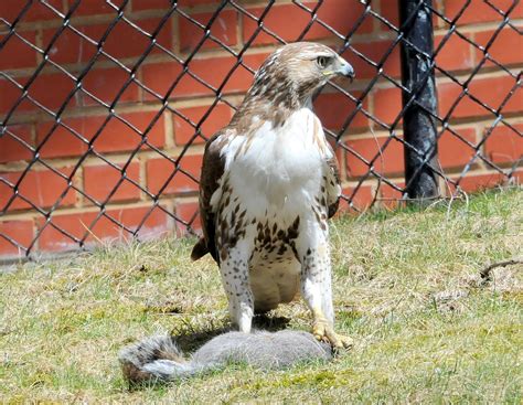 Hawk Attacking A Squirrel Outside Our Local High School Scrolller